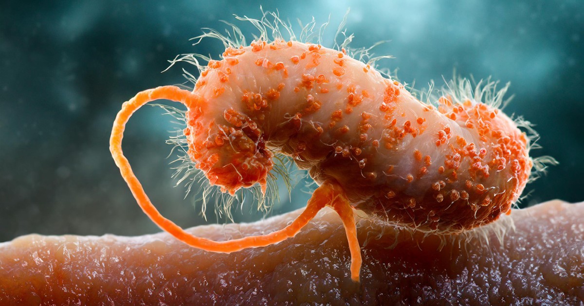 What is Campylobacter? Facts and Figures